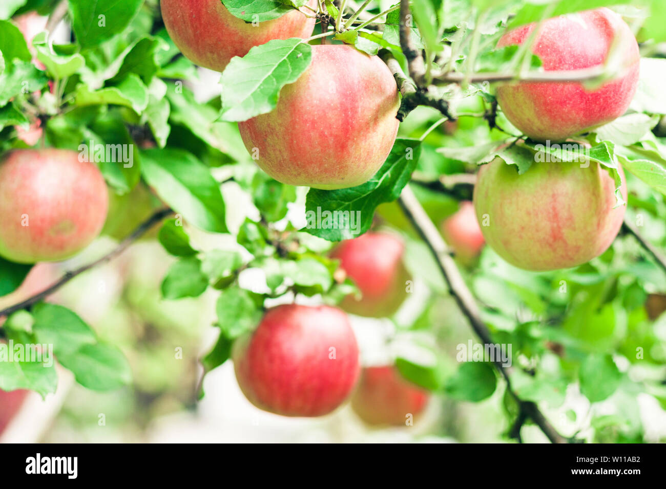 Ripe red apples grow on an apple tree in the garden Stock Photo - Alamy