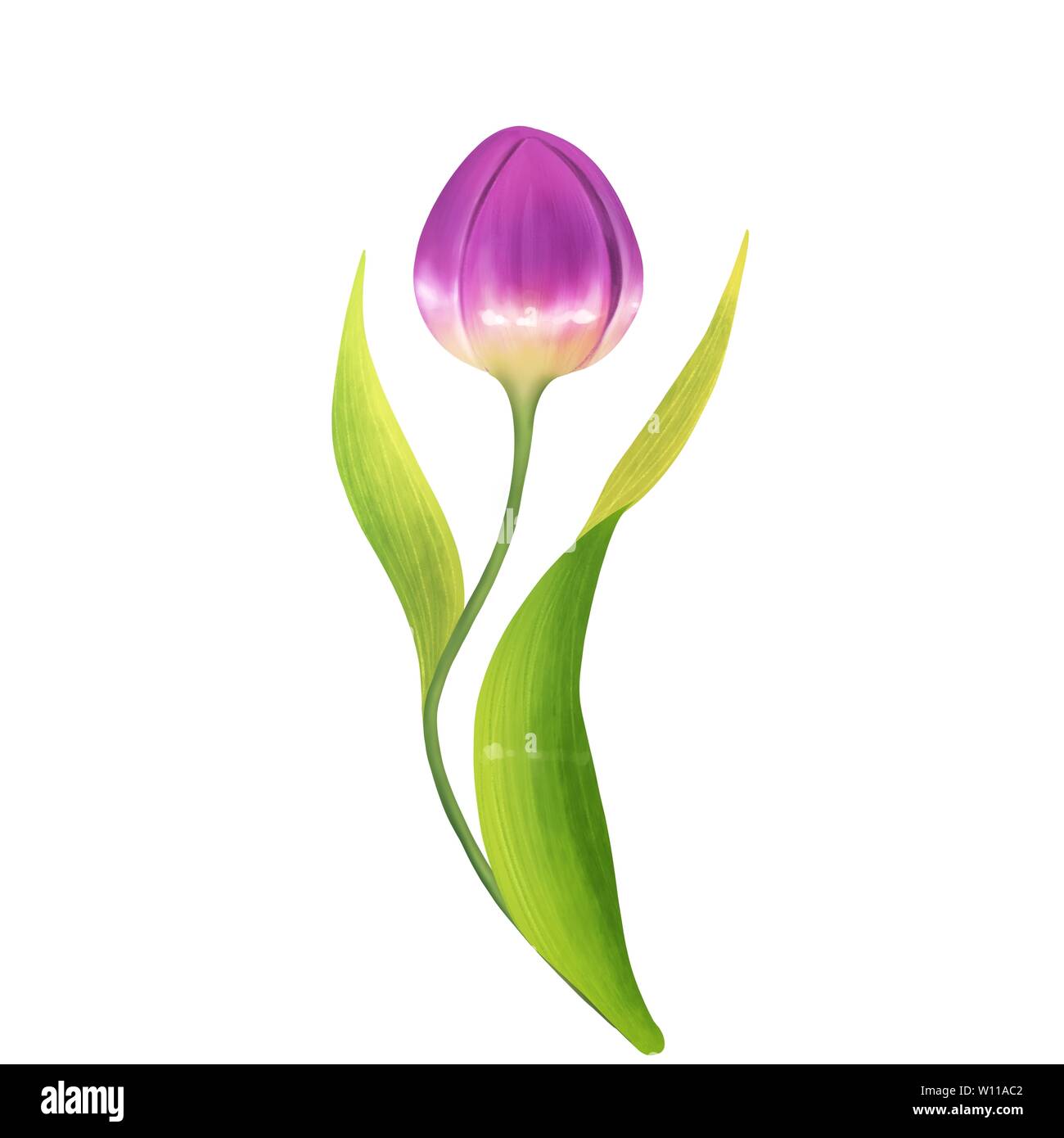 Beautiful violet tulip isolated on white background Stock Photo - Alamy
