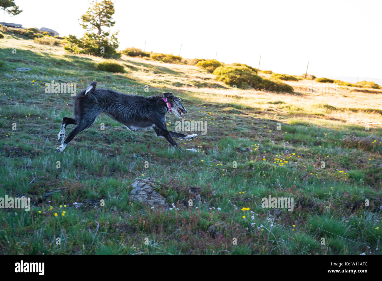 Greyhound running black pet hi-res stock photography and images - Alamy