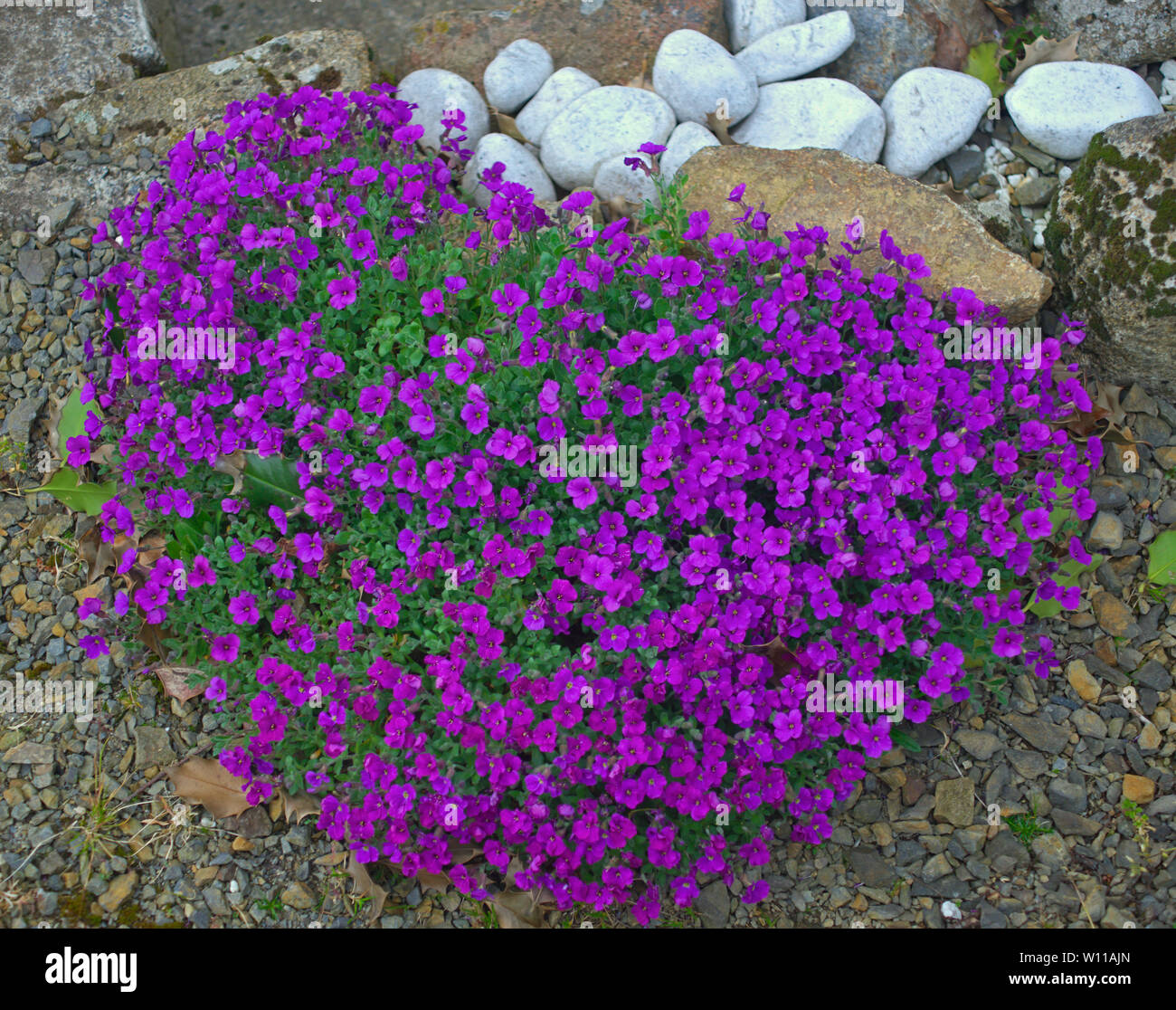 Small violet flowers hi-res stock photography and images - Alamy
