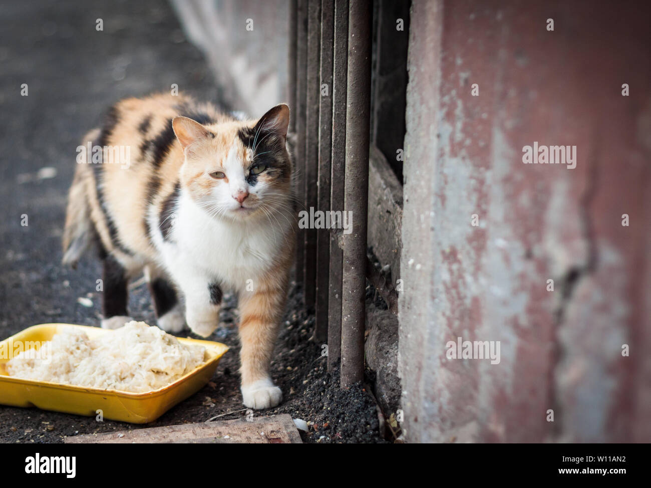 Stray cat and box with food Stock Photo - Alamy