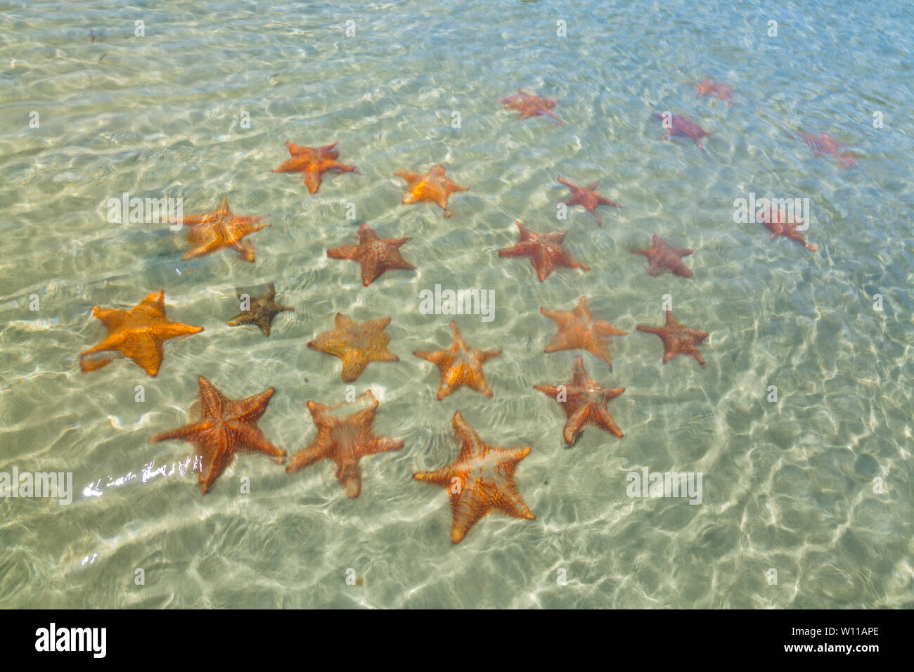 Starfish Beach, Colon Island, Bocas del Toro Archipelago, Bocas del ...