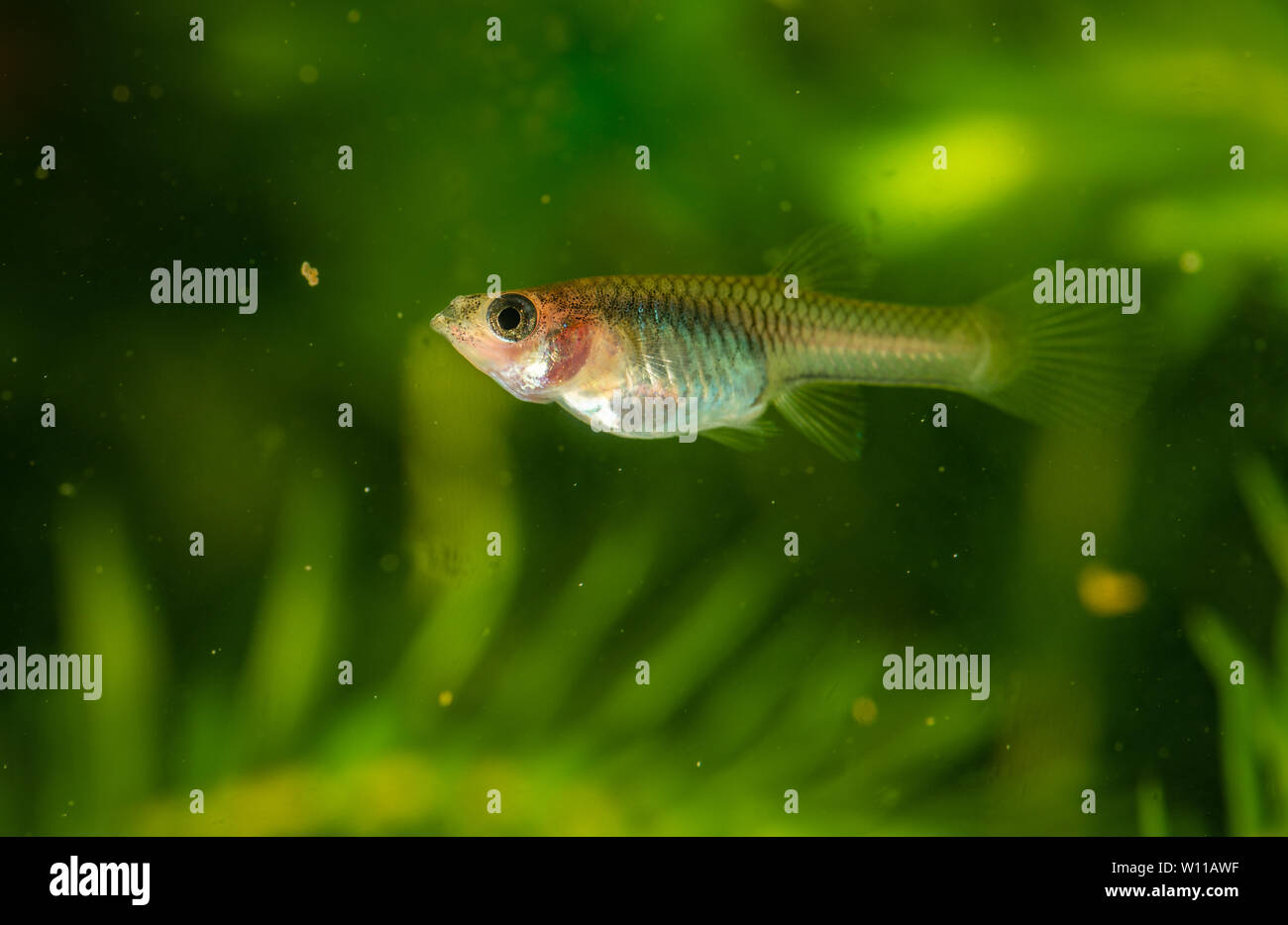 Guppy fish hi-res stock photography and images - Alamy