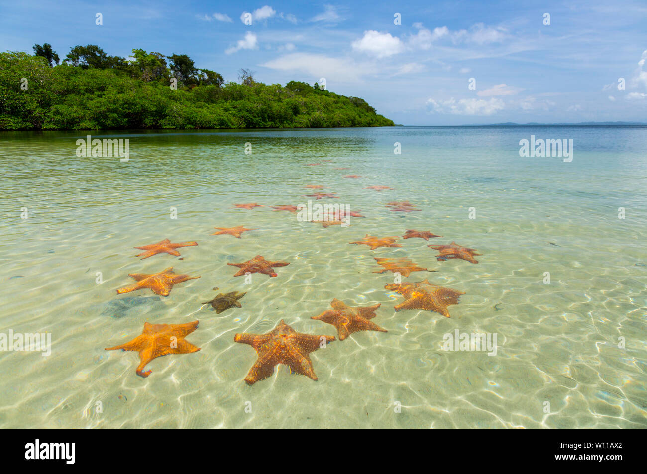 Starfish Beach, Colon Island, Bocas del Toro Archipelago, Bocas del ...