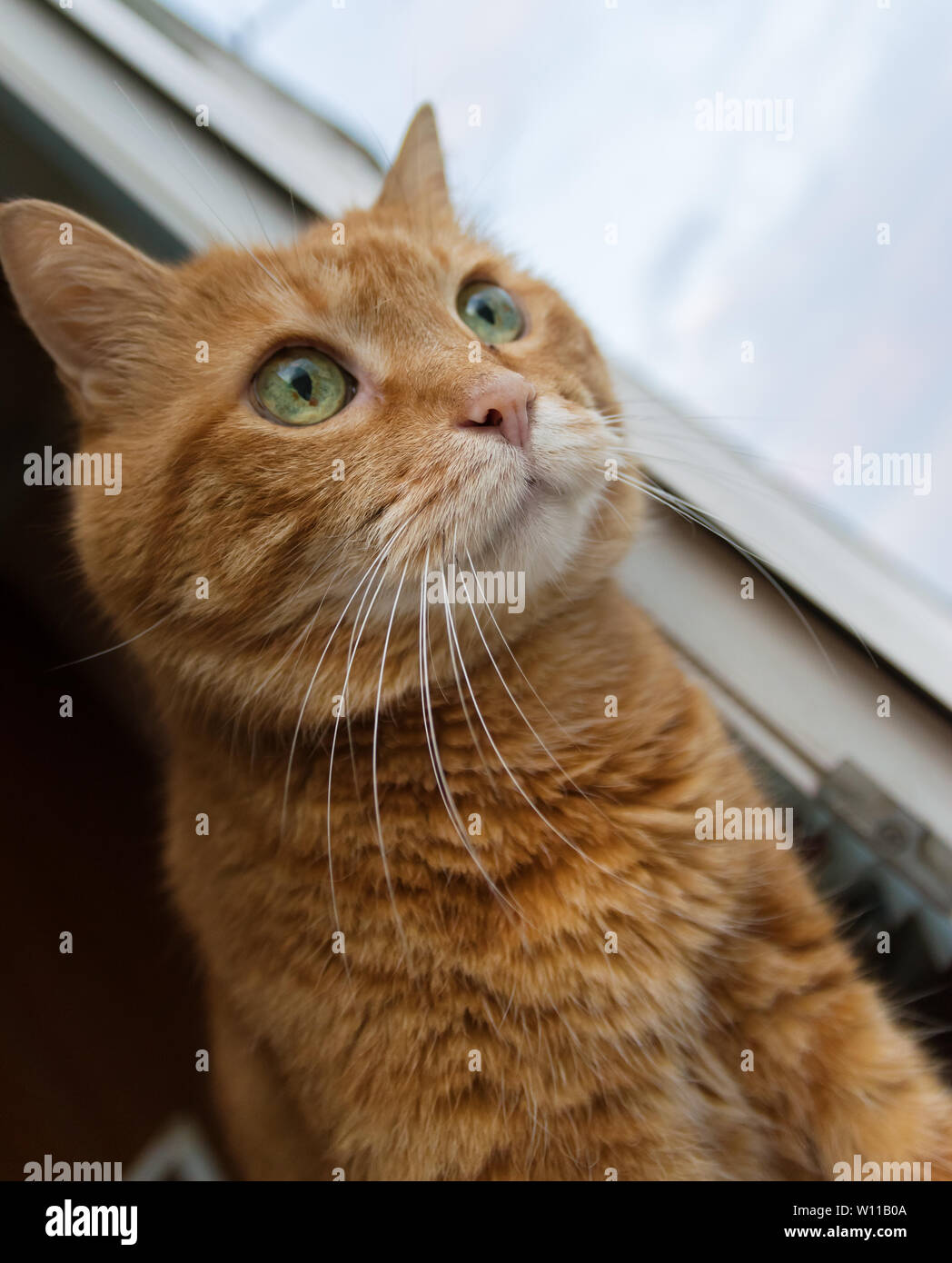 Funny head scratch hi-res stock photography and images - Alamy