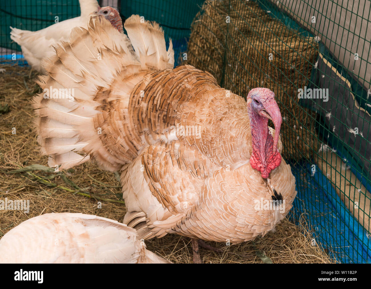 Turkey in cage hi-res stock photography and images - Alamy