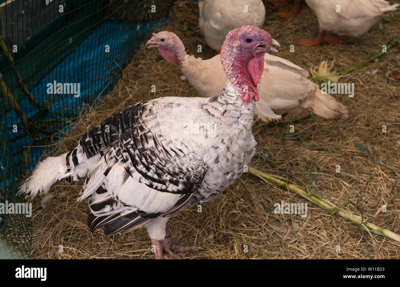 Turkey in cage hi-res stock photography and images - Alamy