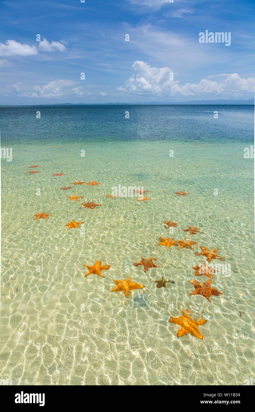 Starfish Beach, Colon Island, Bocas del Toro Archipelago, Bocas del ...