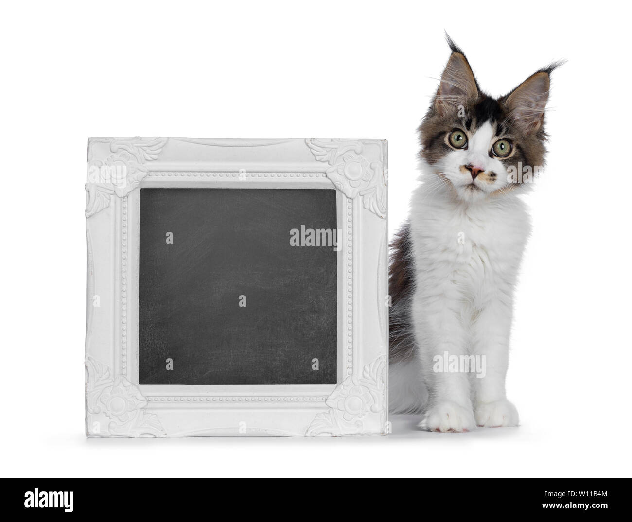 Cute black tabby with white Maine Coon cat kitten with adorable freggle ...