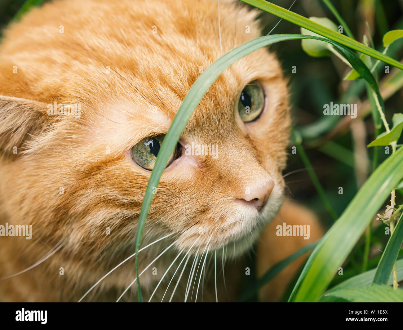 Cat sneaking hunting hi-res stock photography and images - Alamy