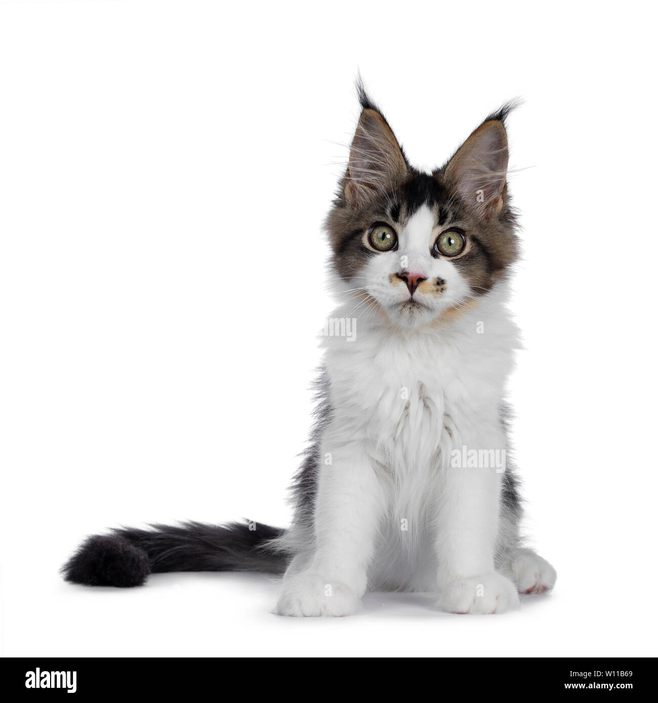 Cute black tabby with white Maine Coon cat kitten with adorable freggle ...