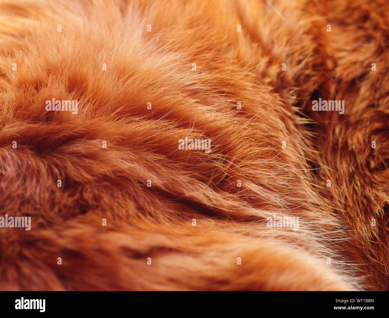 Hairy red rug hi-res stock photography and images - Alamy