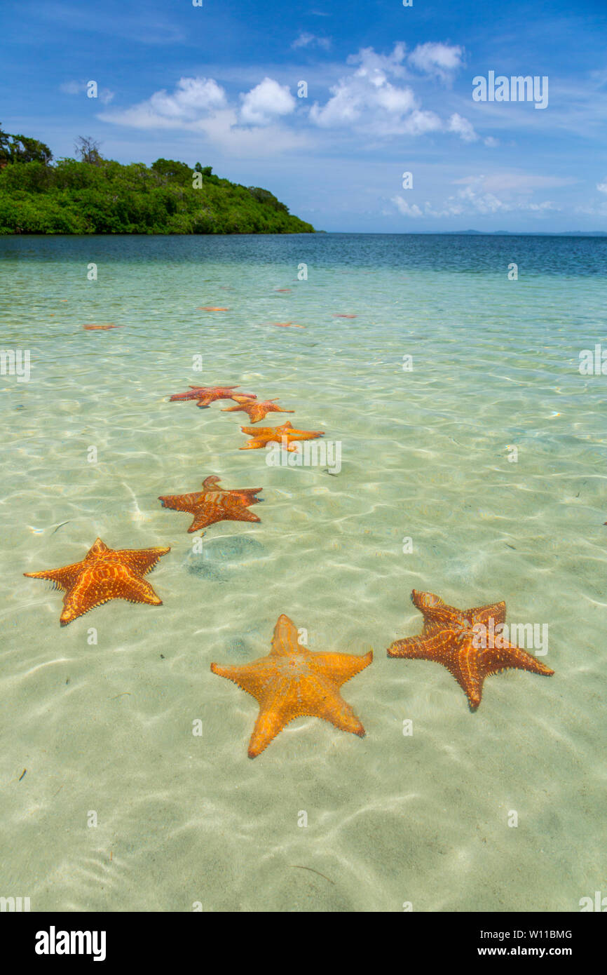 Starfish Beach, Colon Island, Bocas del Toro Archipelago, Bocas del ...