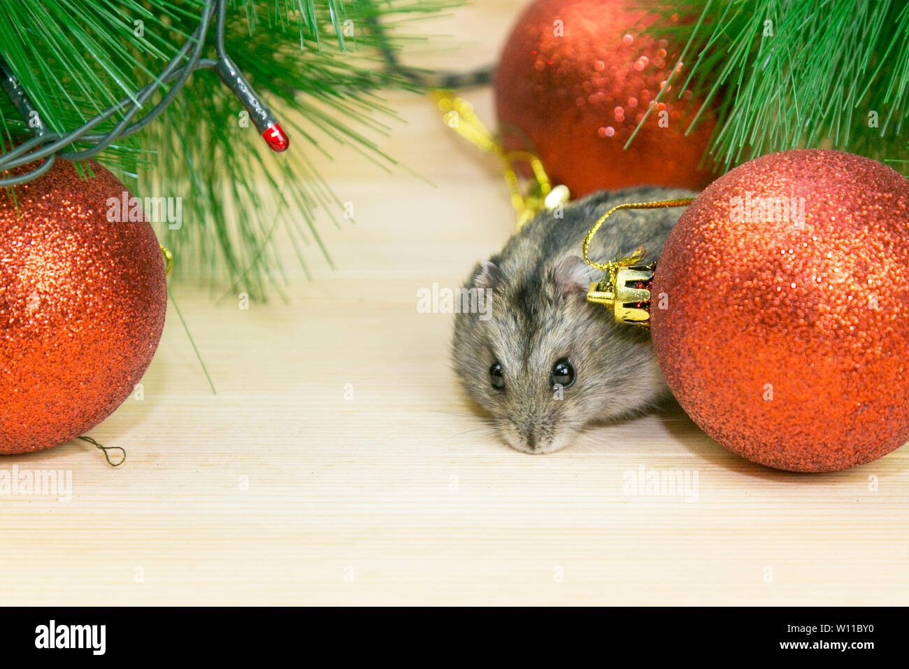 Pet, rat hamster among Christmas decorations under the branch of spruce ...