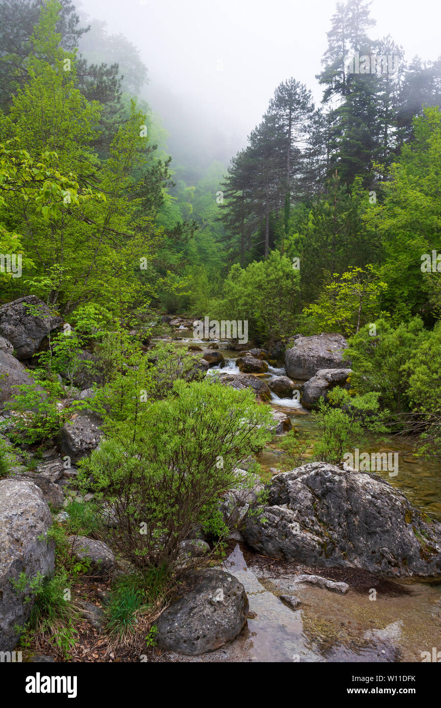 Forest stream at Olympus mountain, Greece Stock Photo - Alamy
