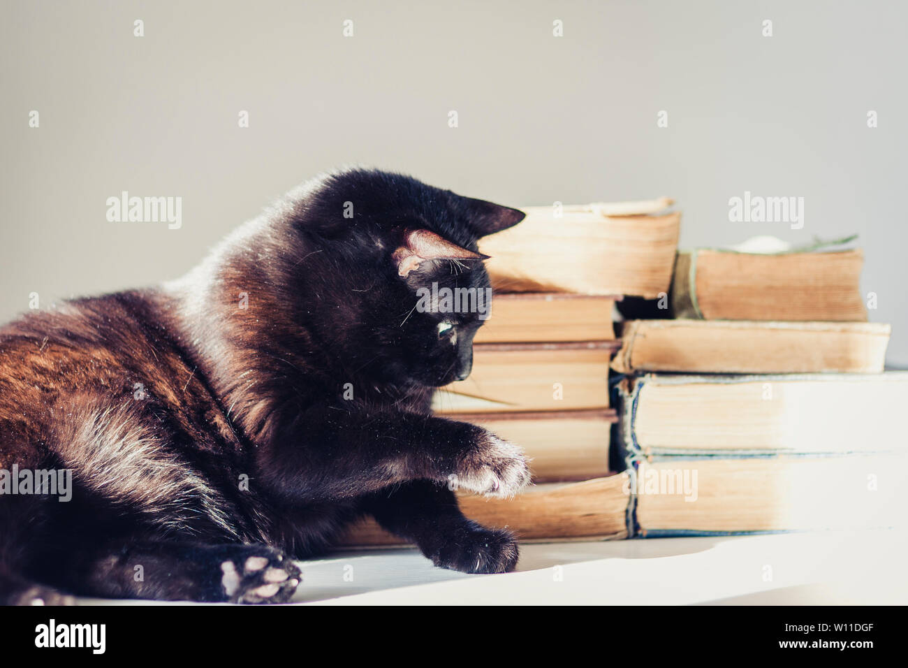 Stack of books with cat hi-res stock photography and images - Alamy