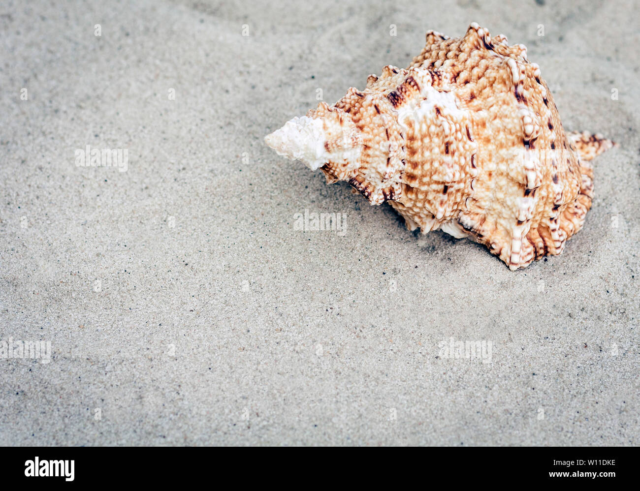Seashell on the sand, summer beach background travel concept with copy ...