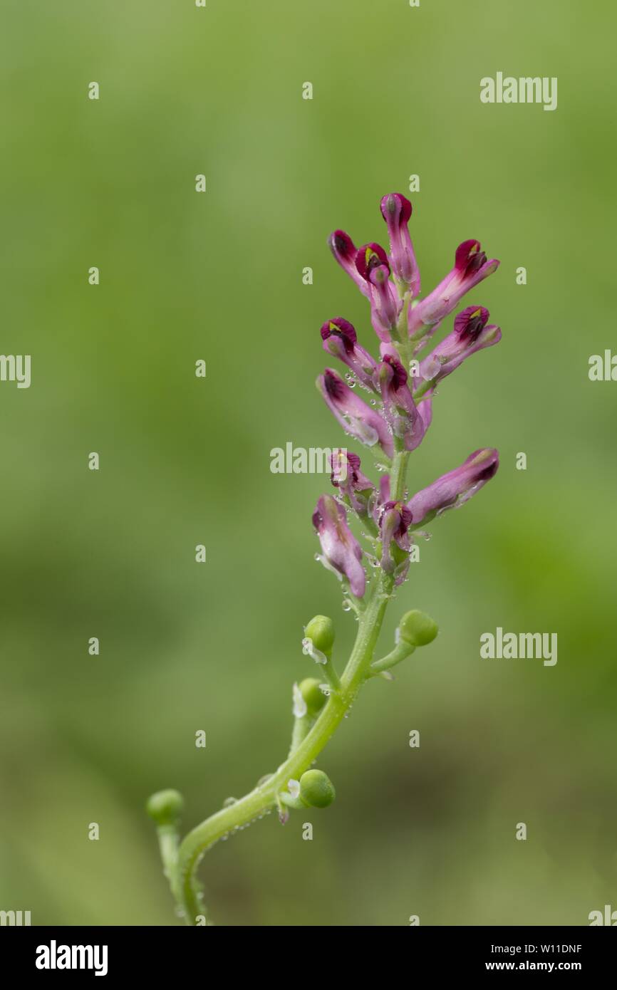 Common Fumitory Fumaria officinalis Stock Photo - Alamy