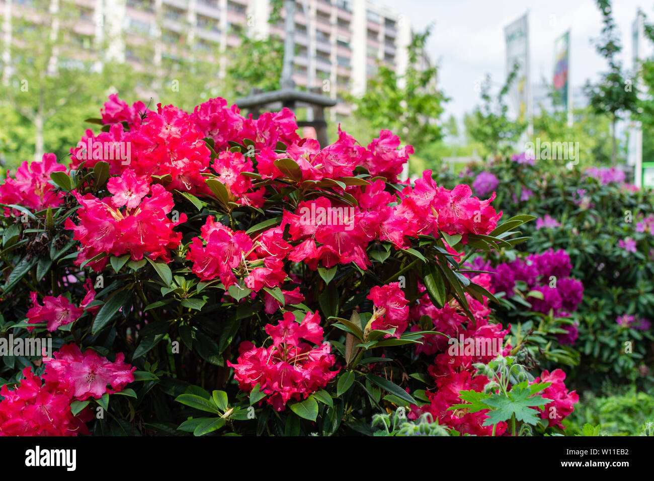 Beautiful bright colors of the city, landscaping and flower decoration ...