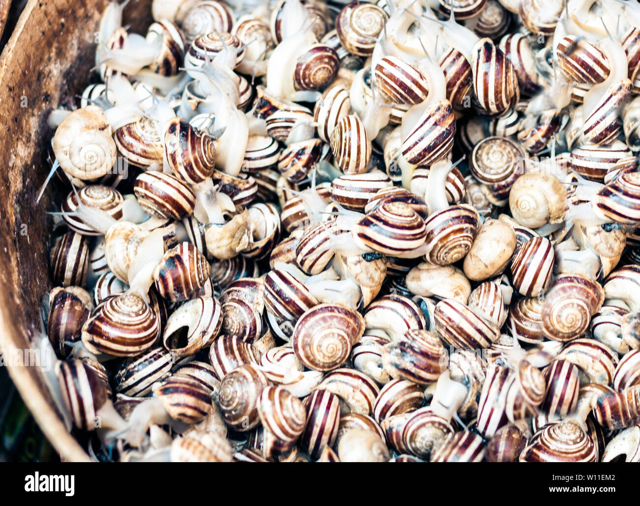 Raw snails alive for sale in the fish market Pescheria of Catania ...
