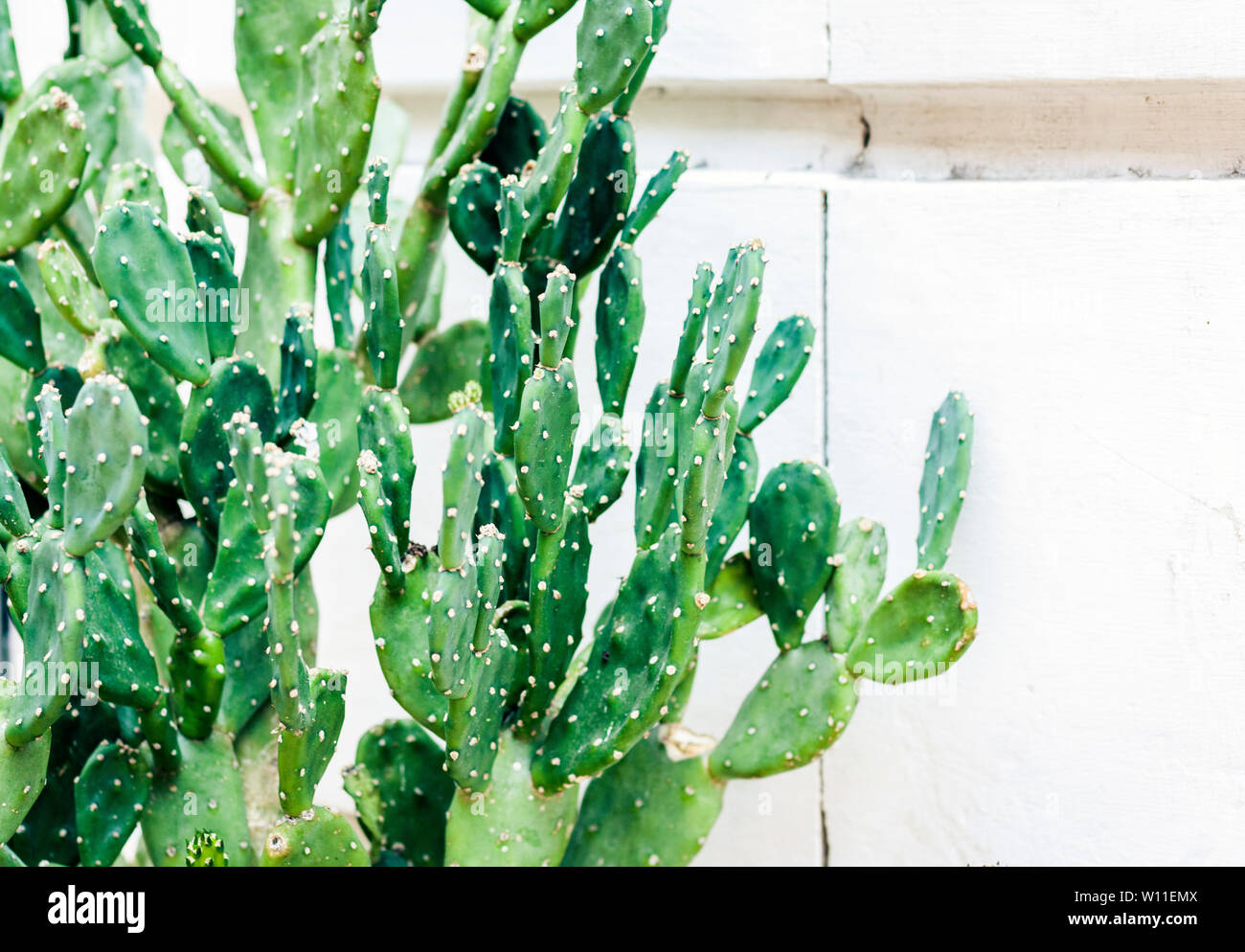 Cactus in the yard of Acicastello – ancient norman castle in Acitrezza ...