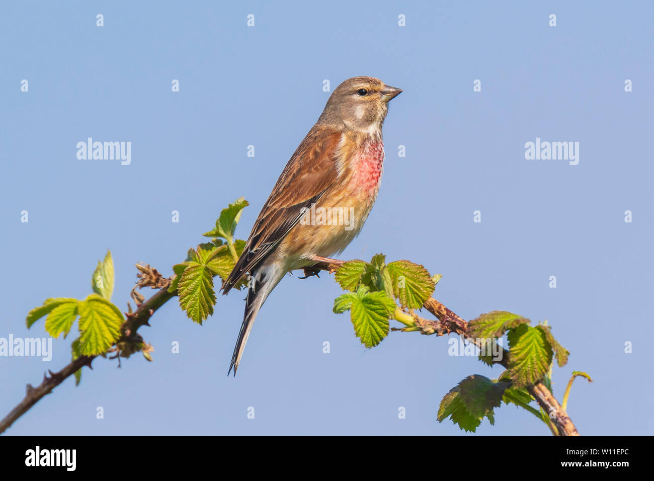 Closeup portrait of a Linnet bird male, Carduelis cannabina, display ...
