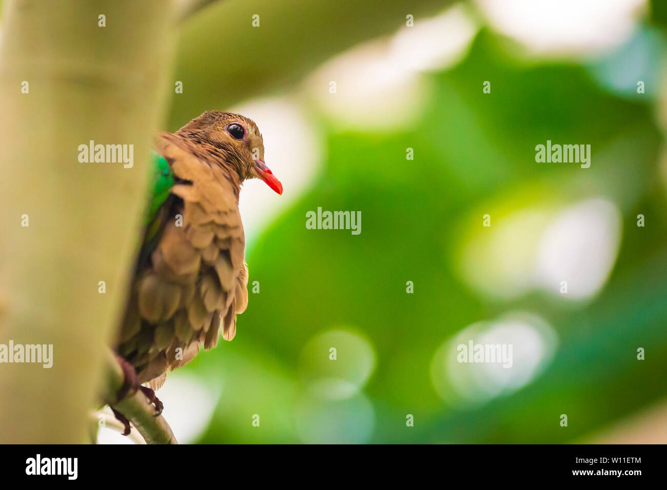 common emerald dove, Asian emerald dove, or grey-capped emerald dove ...