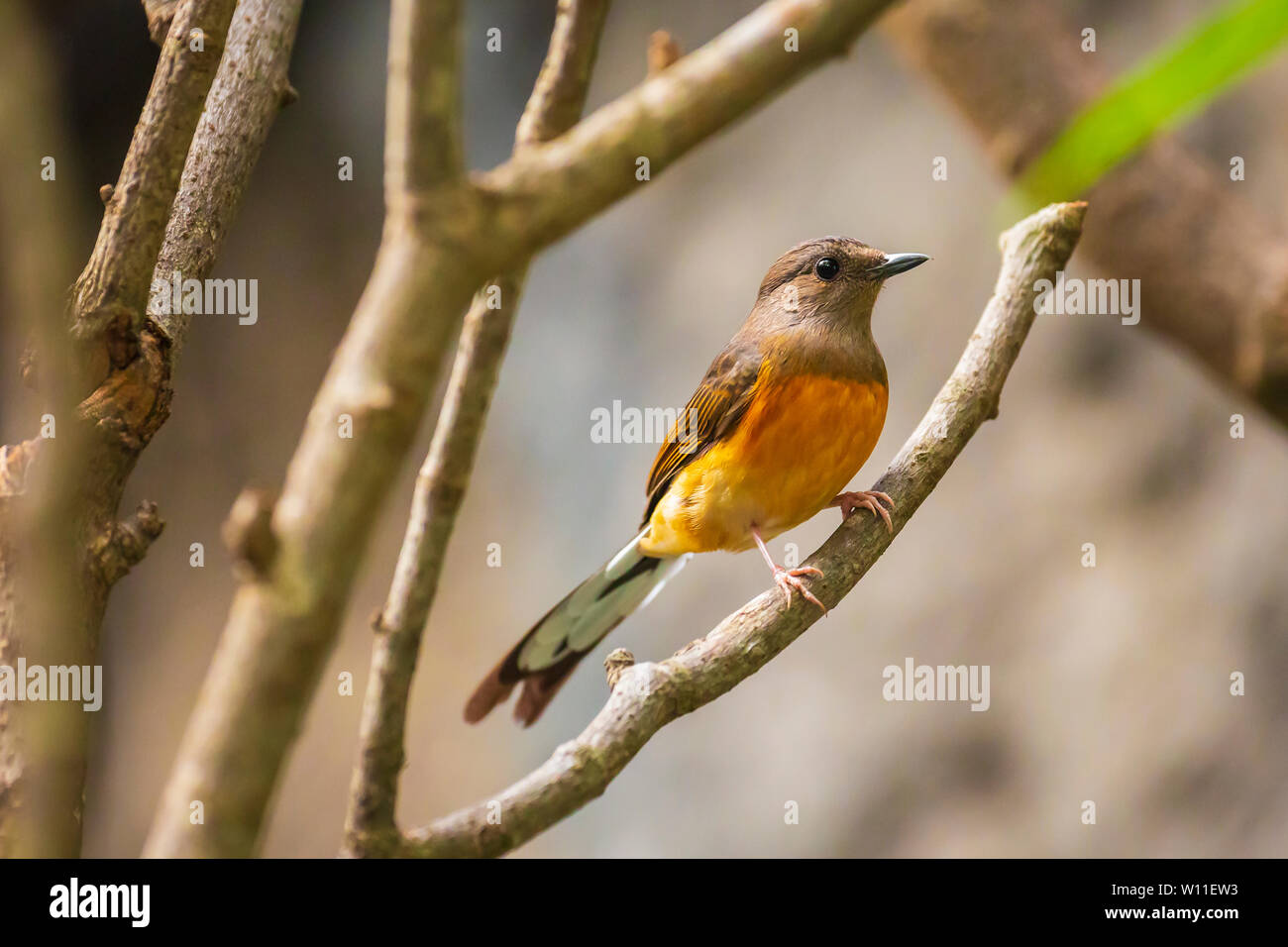 Shama bird hi-res stock photography and images - Alamy