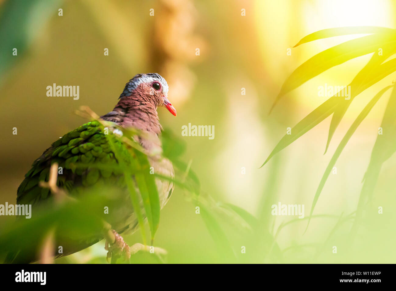 common emerald dove, Asian emerald dove, or grey-capped emerald dove ...