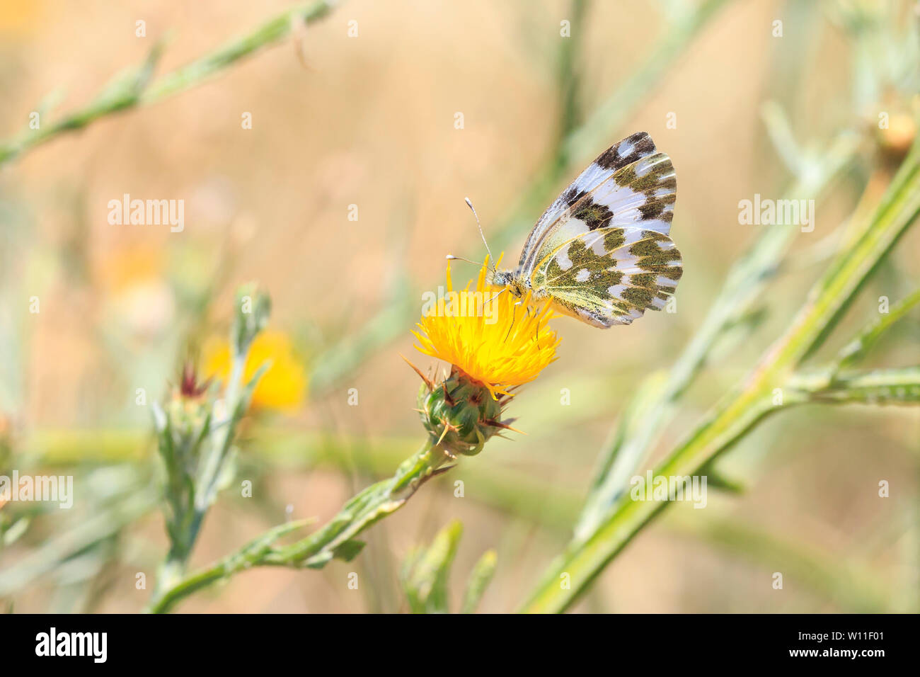 Closeup of a Eastern Bath white, Pontia edusa, butterfly resting and ...