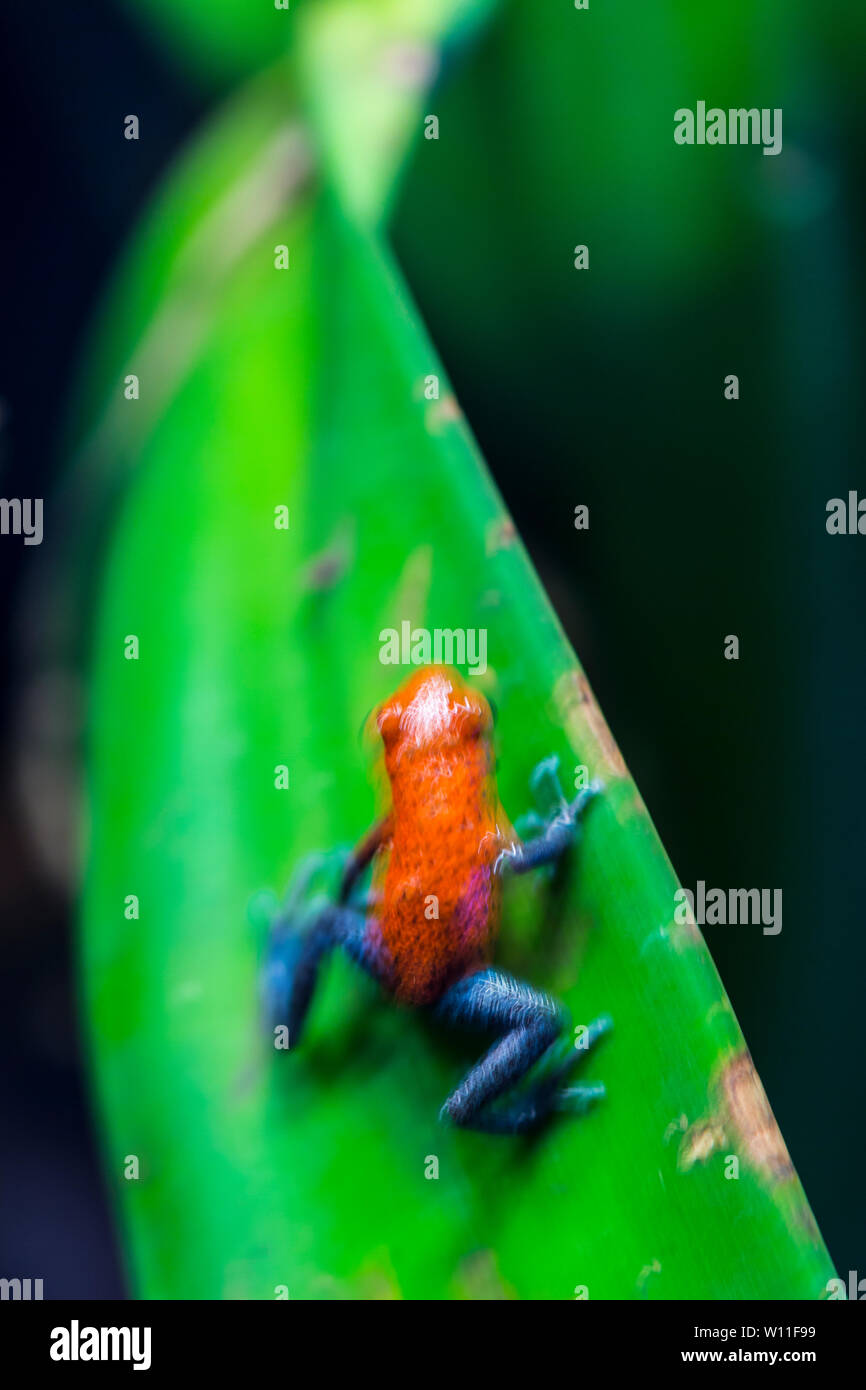 Oophaga pumilio frog, Bocas del Toro Archipelago, Bocas del Toro ...