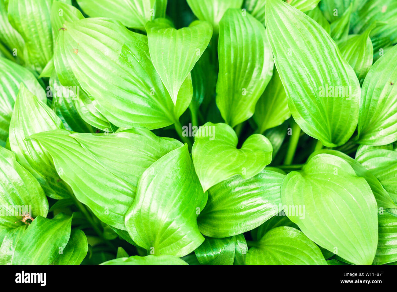 Hosta with green leaves texture background, plants in a garden Stock ...
