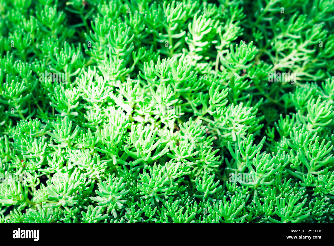 Sedum, succulent plant with green leaves texture background, plants in ...