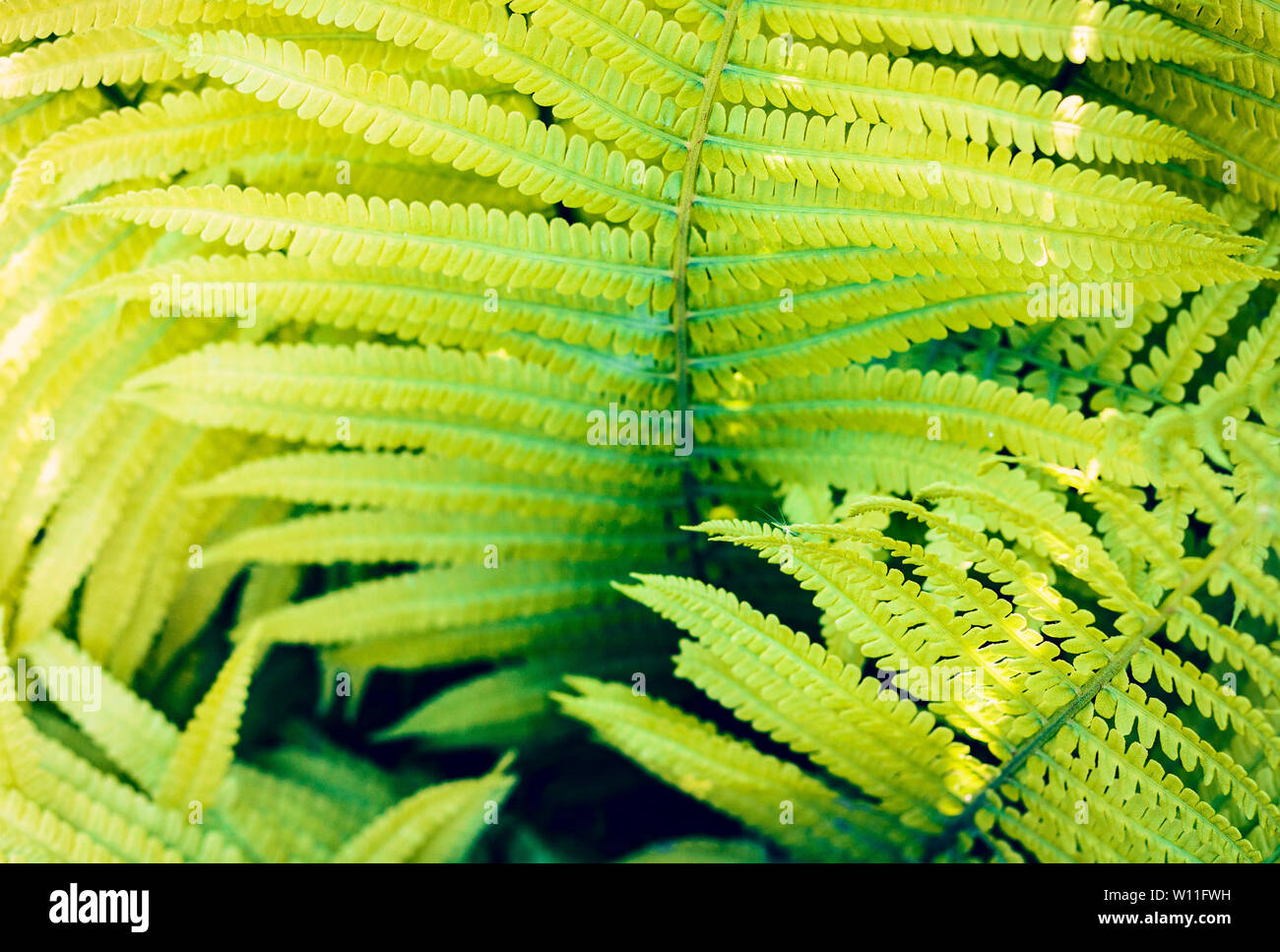 Fern (Polypodiophyta) with green leaves texture background, plants in a ...