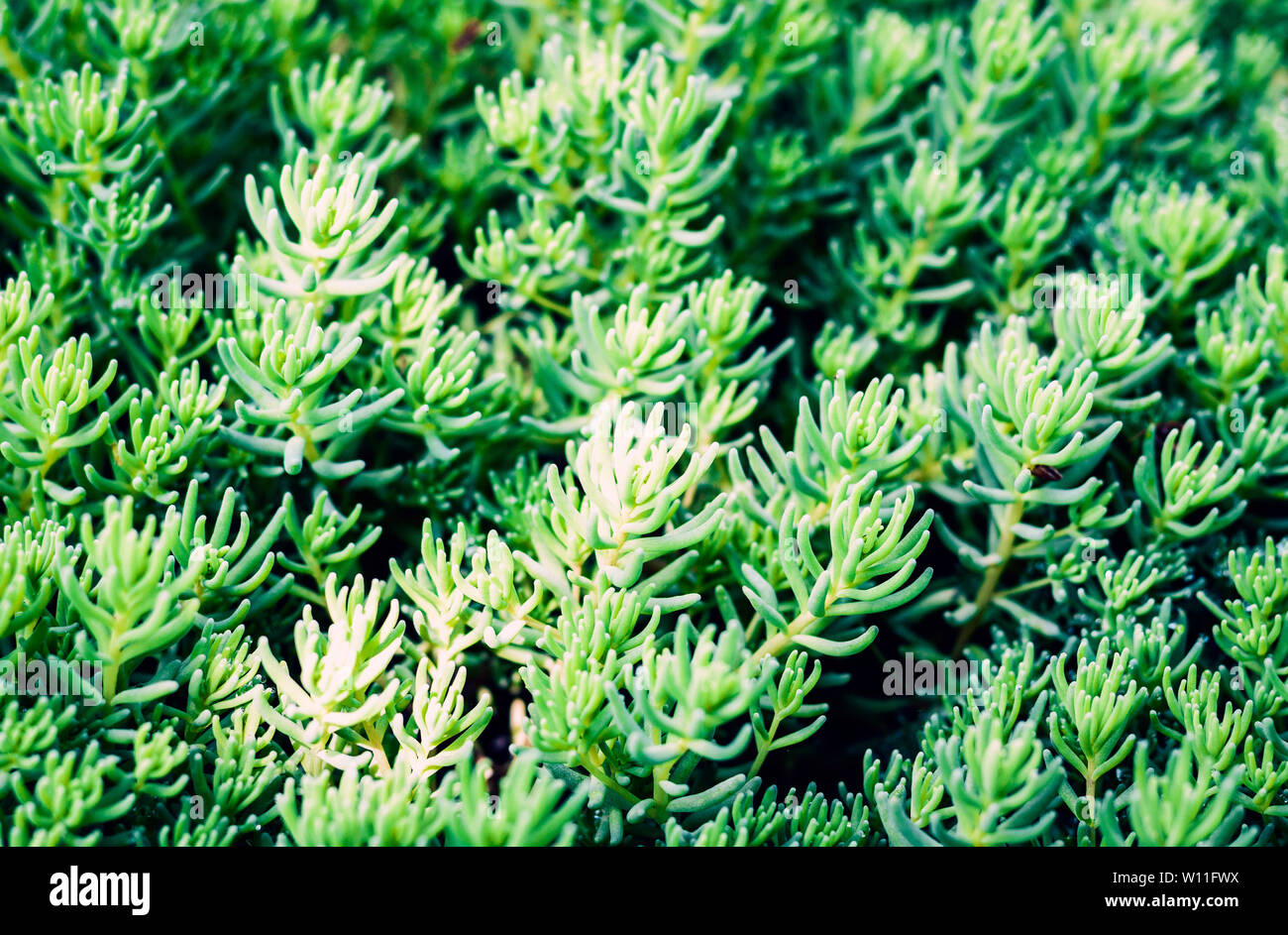 Sedum, succulent plant with green leaves texture background, plants in ...