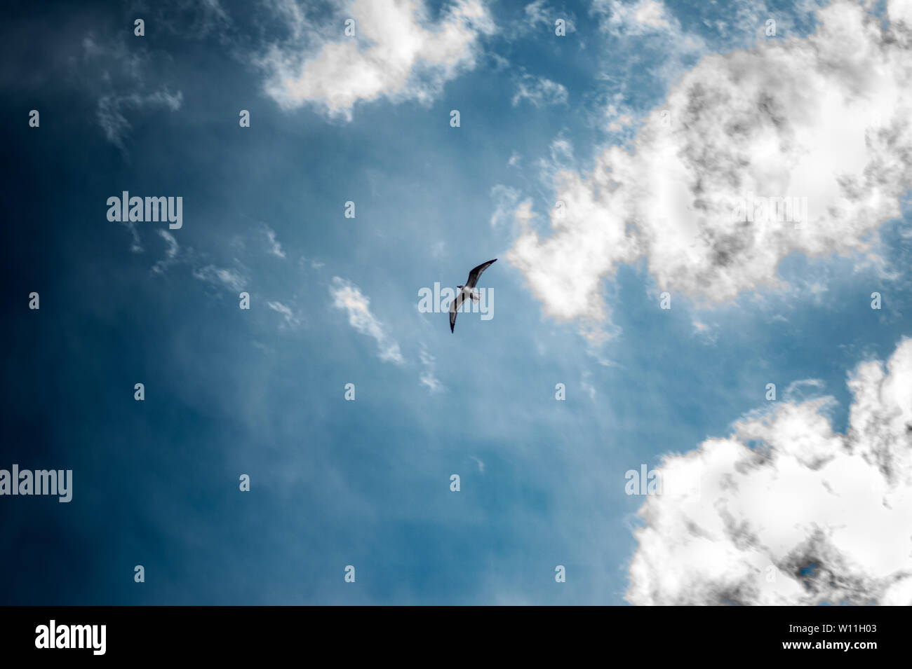 Seagull overhead in the sky Stock Photo - Alamy