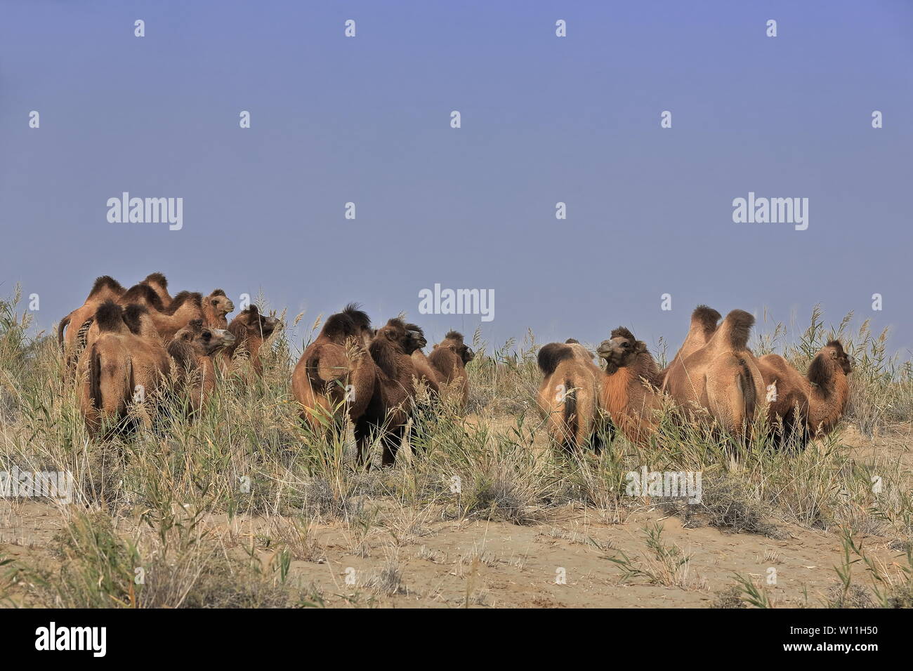 Herd of Bactrian camels-right bank Keriya river. Taklamakan desert-Xinjiang-China-0207 Stock ...