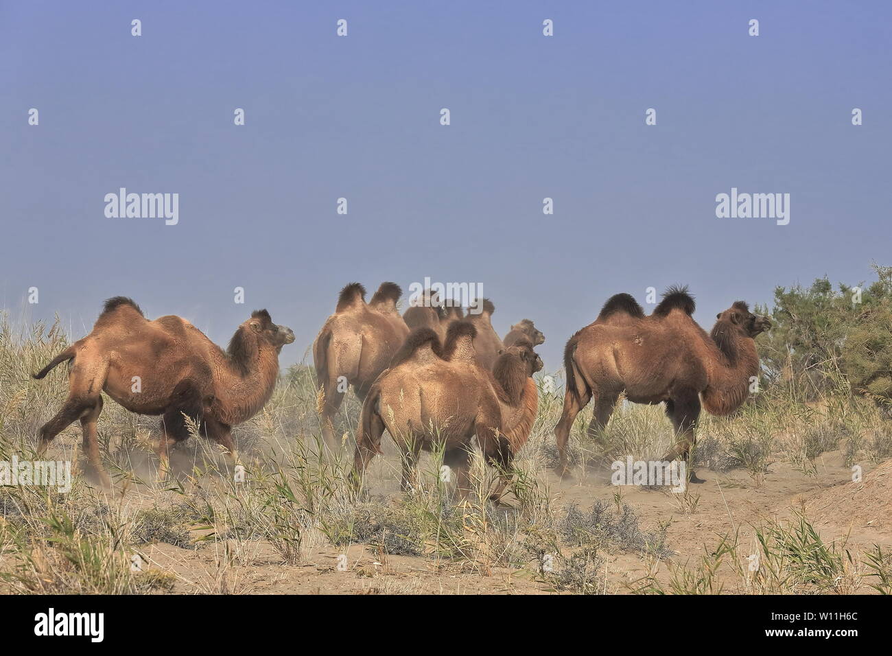 Herd of Bactrian camels-right bank Keriya river. Taklamakan desert ...