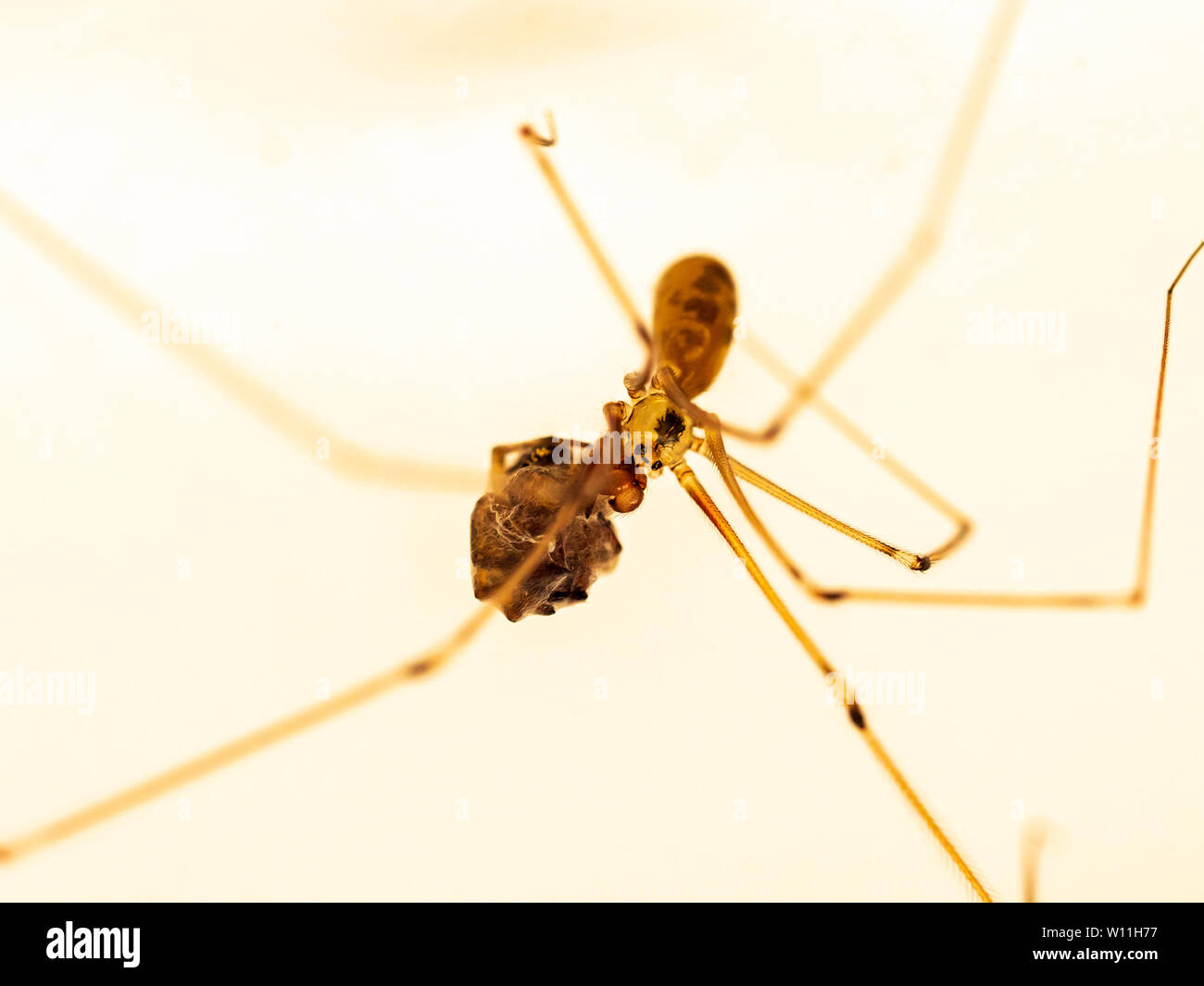 Spider cocoon hi-res stock photography and images - Alamy