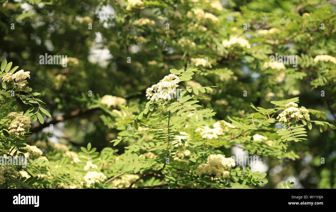 ashberry tree at spring day Stock Photo - Alamy