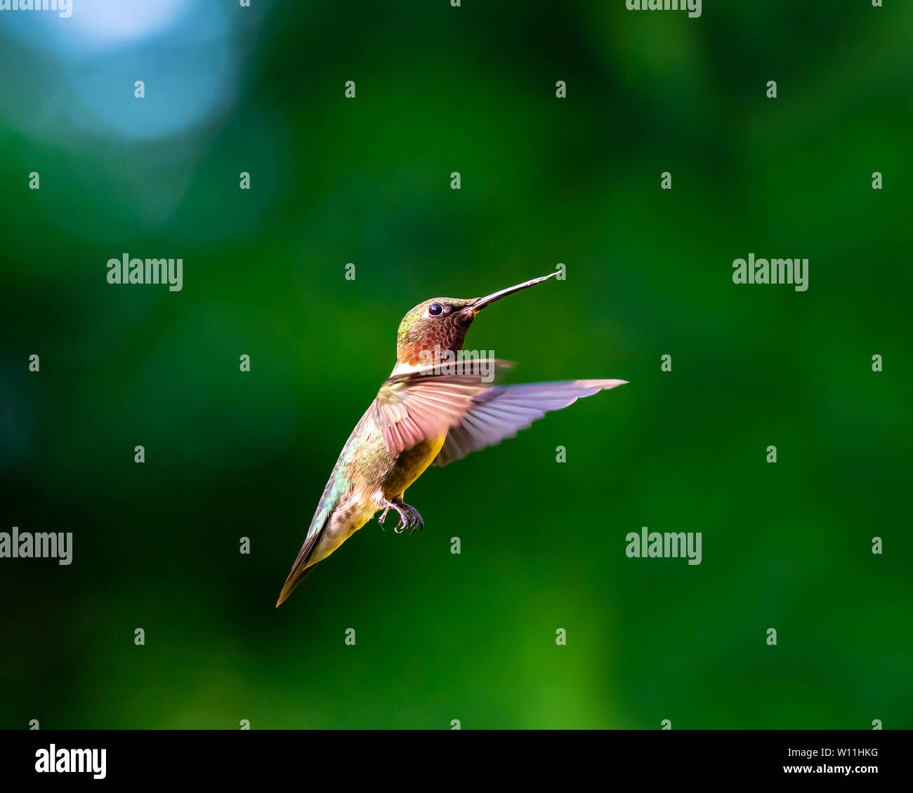 Male Ruby-Throated Hummingbird caught mid-air, frozen in flight, on a ...