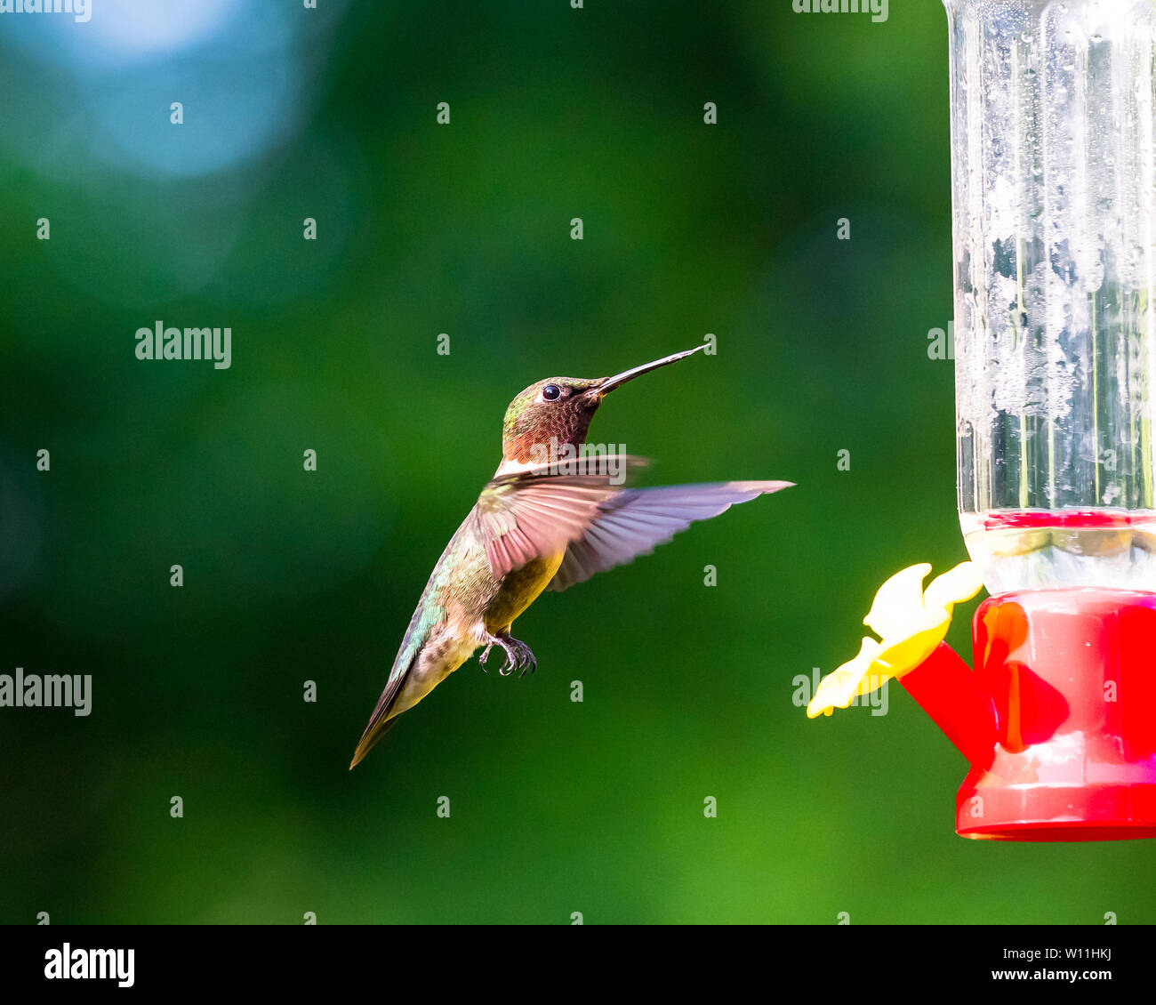 Male Ruby-Throated Hummingbird flying in front of a plastic red ...