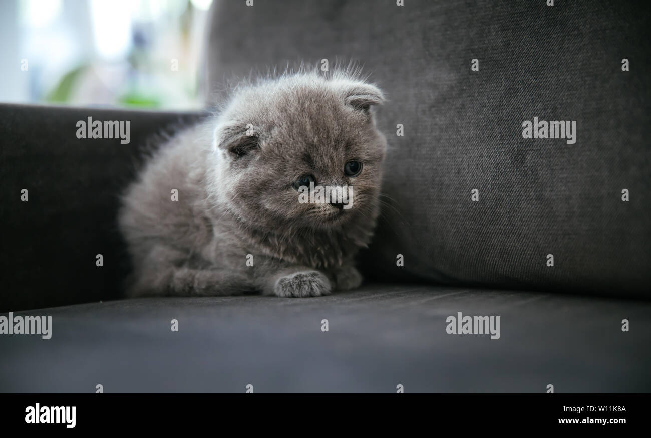 Baby scottish fold gray kitten. Portrait of a Cute, beautiful, sweet ...