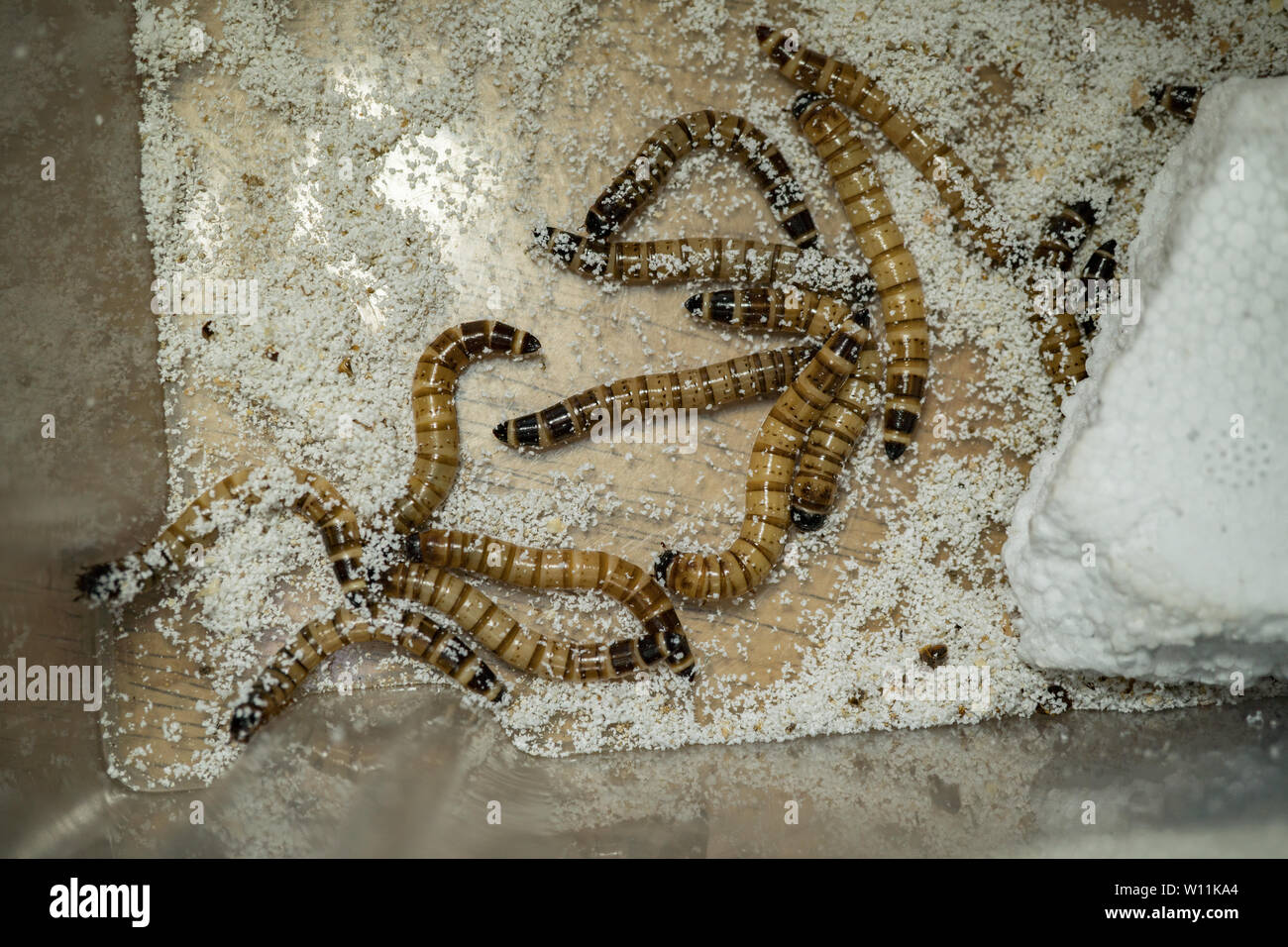 Larva of the Darkling Beetle, Zophobas morio, feeding on polystyrene ...