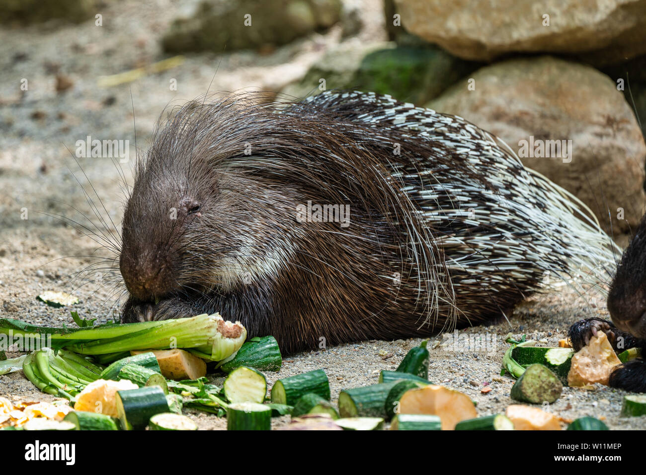 The Indian crested Porcupine, Hystrix indica or Indian porcupine, is a ...