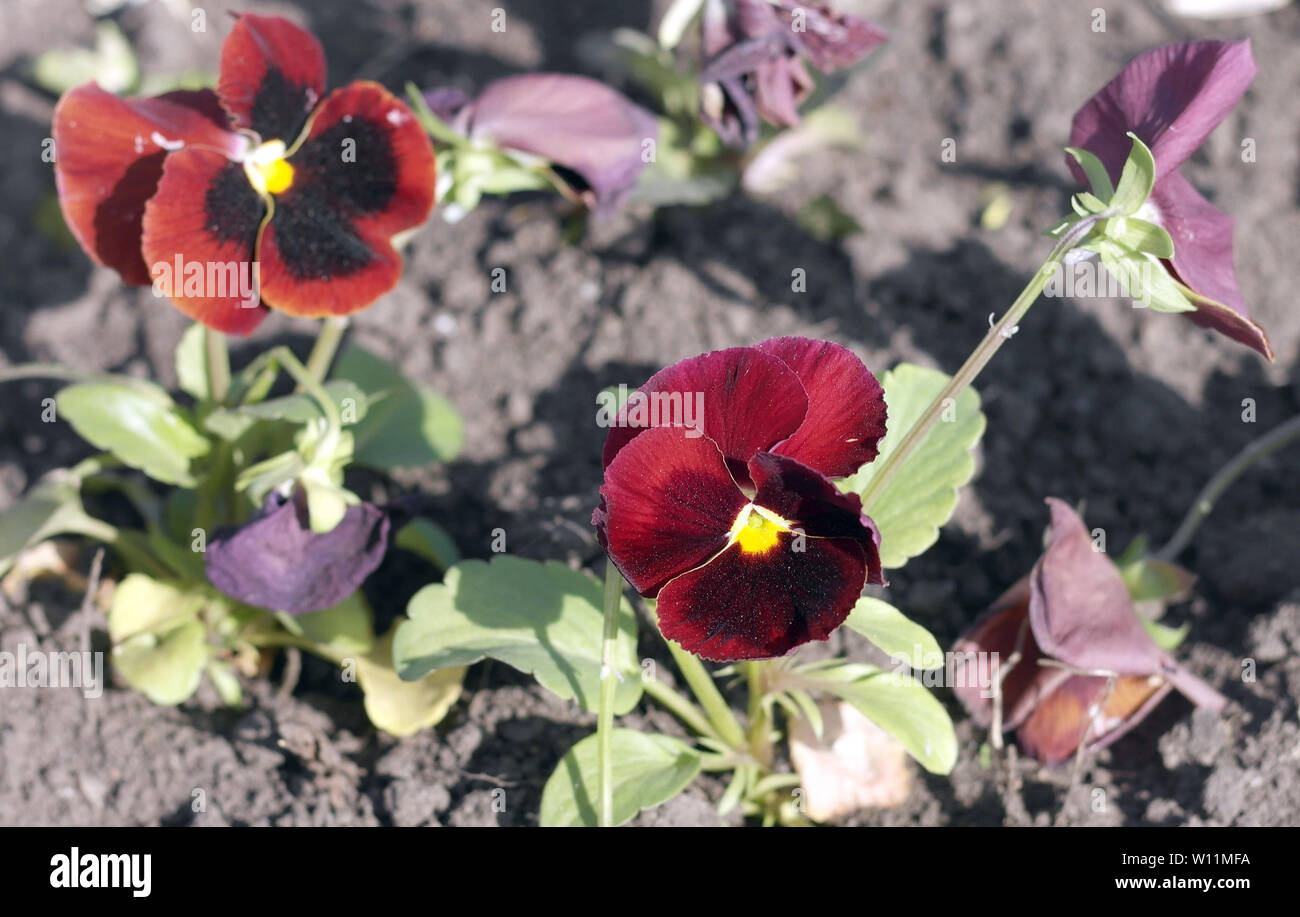 Red Viola at Spring Stock Photo - Alamy
