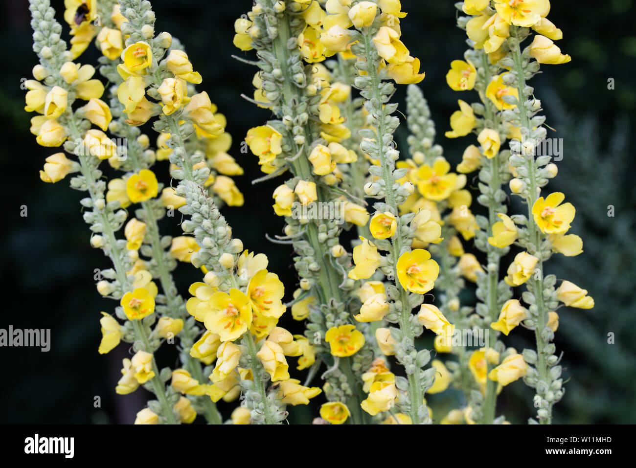 Mullein flower wildflower plant hi-res stock photography and images - Alamy