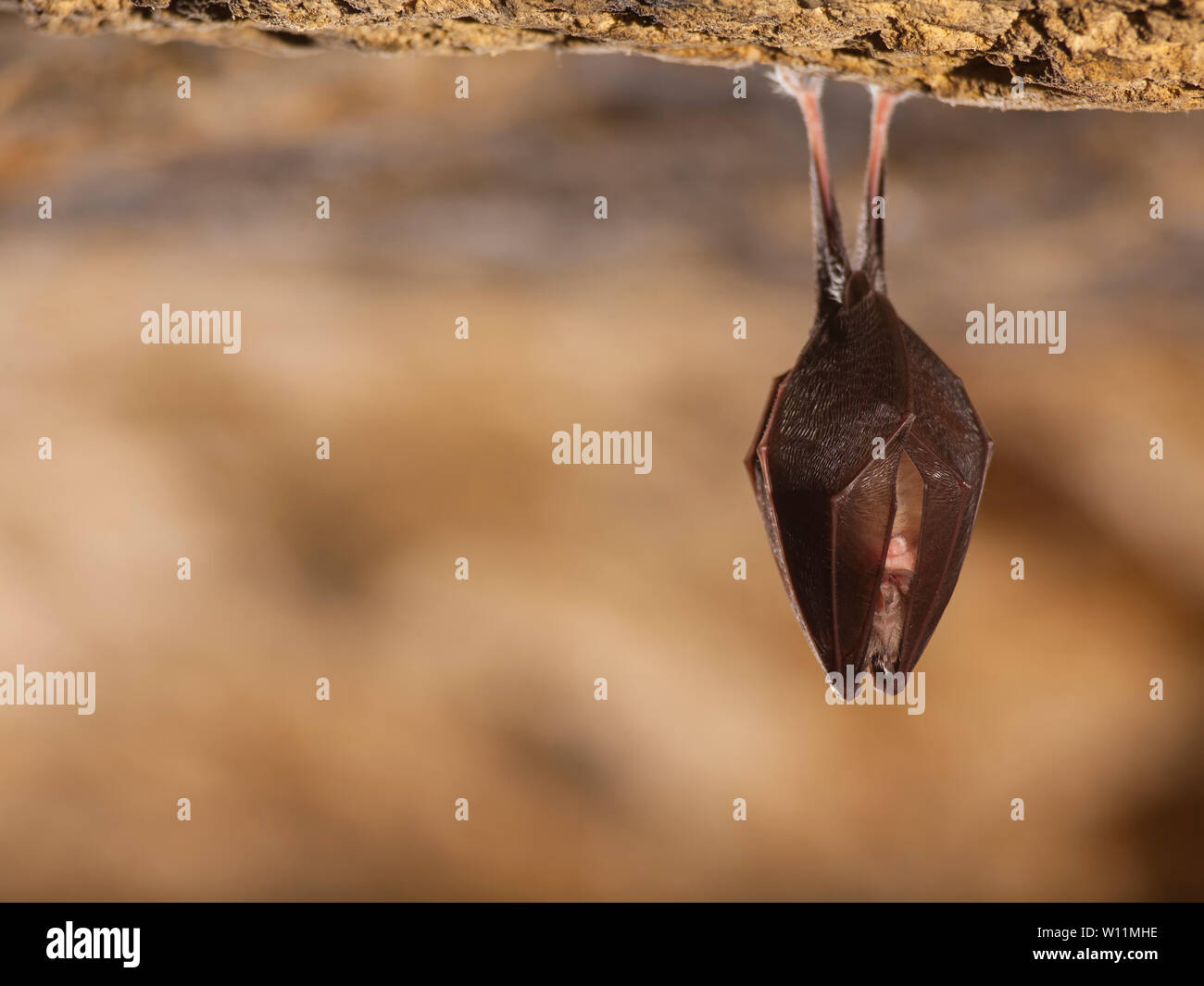 Close up small sleeping horseshoe bat covered by wings, hanging upside ...