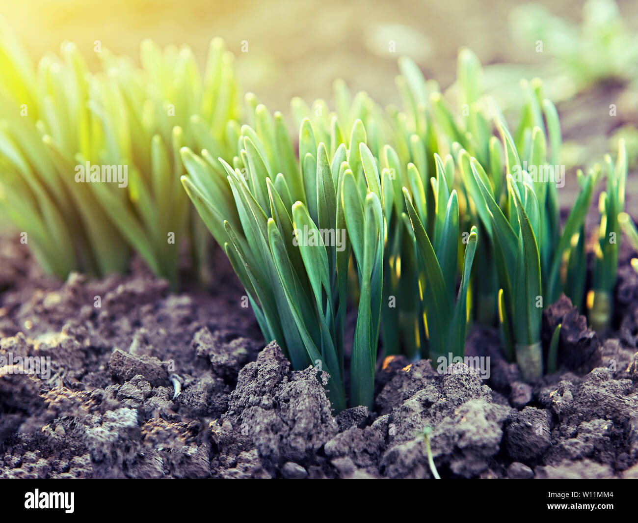young green shoots in the backlit sunlight Stock Photo - Alamy