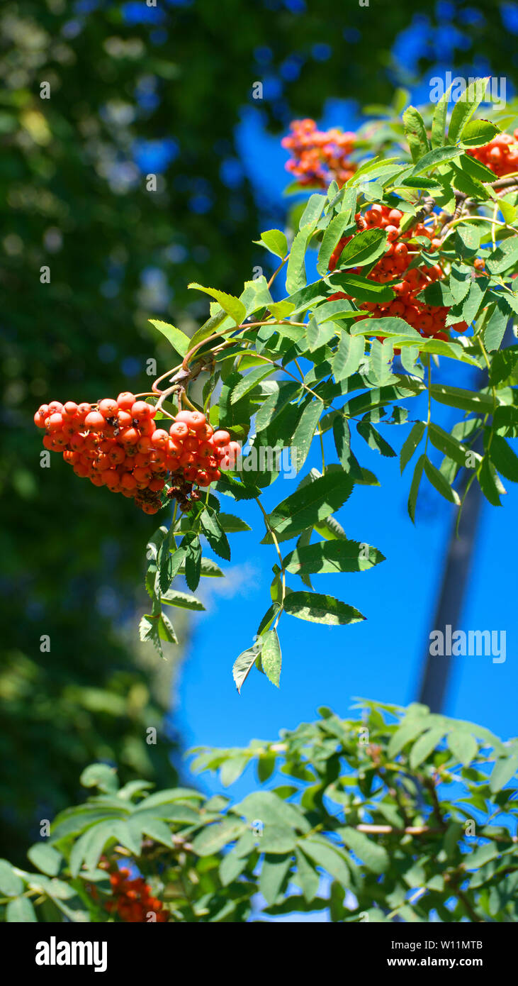 ashberry at dry sunny summer day Stock Photo - Alamy